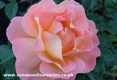 Rosemary Harkness Rose - Hybrid Tea Potted and Bare Root Roses available to buy online from ...