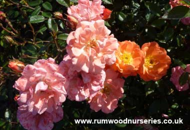 Mail Order Rose Plants for Every Special Occasion from British Roses