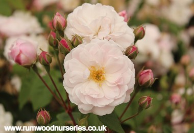 Blush Noisette Rose - Bare Root Shrub Roses available to buy online ...