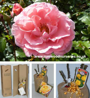 Dearest Potted Rose - Gift Sets from British Roses