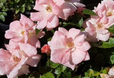 Mail Order Rose Plants for a Pet Memorial from British Roses
