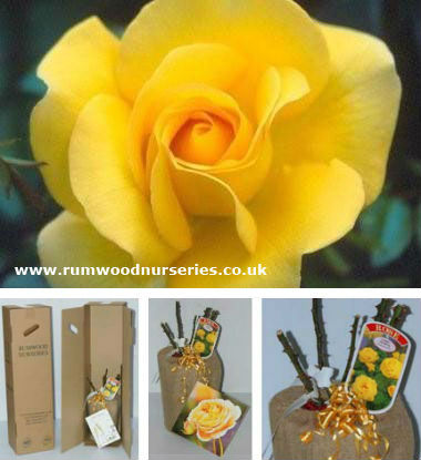 Keep Smiling Potted Rose - Gift Sets from British Roses