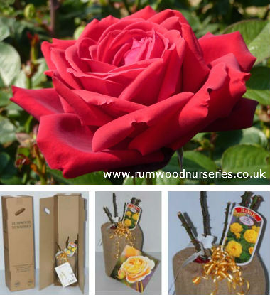 Loving Memory Potted Rose - Gift Sets from British Roses