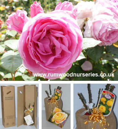 Mum in a Million Potted Rose - Gift Sets from British Roses