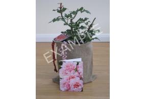 Top Marks - Potted Rose Gift Sets from British Roses