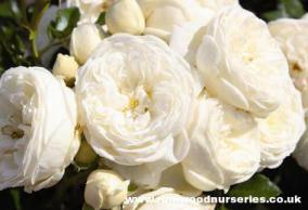 Sweet Child of Mine - Potted Rose Gift Sets from British Roses