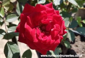 Red Rascal Rose - Potted Patio & Miniature Roses - British Roses