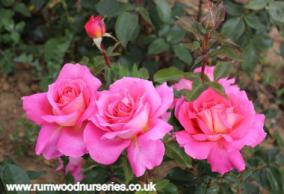 Audrey Wilcox Rose - Bare Root Hybrid Tea Roses - British Roses