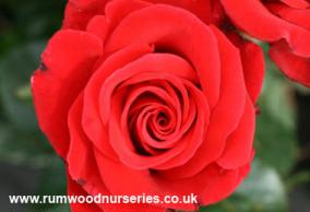 Happy Ruby Wedding - Potted Rose Gift Sets from British Roses