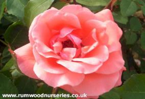 Blessings - Potted Rose Gift Sets from British Roses