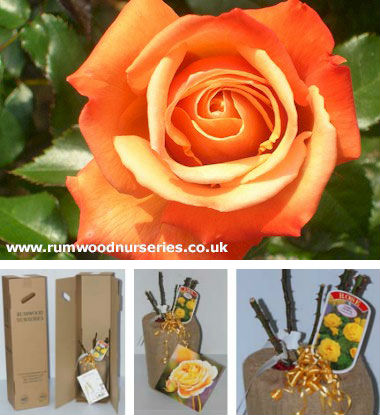 Remember Me Potted Rose - Gift Sets from British Roses