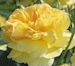 British Roses - Online Shop of Rumwood Nurseries for Bare Root Roses ...