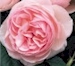 British Roses - Online Shop of Rumwood Nurseries for Bare Root Roses ...