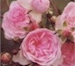 British Roses - Online Shop of Rumwood Nurseries for Bare Root Roses ...