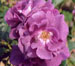 British Roses - Online Shop of Rumwood Nurseries for Bare Root Roses ...