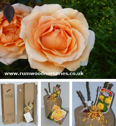 Special Occasion Potted Rose - Gift Sets from British Roses