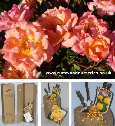 Thank You Potted Rose - Gift Sets from British Roses