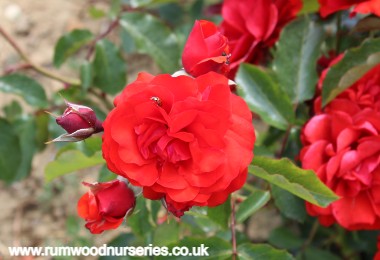 Trumpeter Rose - Potted Floribunda Roses available to buy online from ...