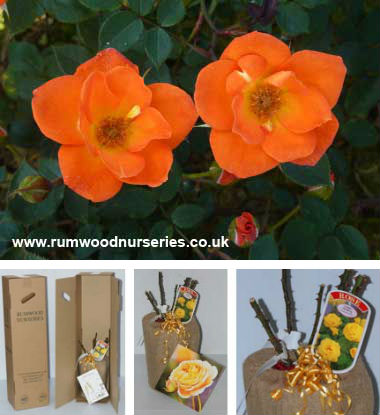 Warm Welcome Potted Rose - Gift Sets from British Roses