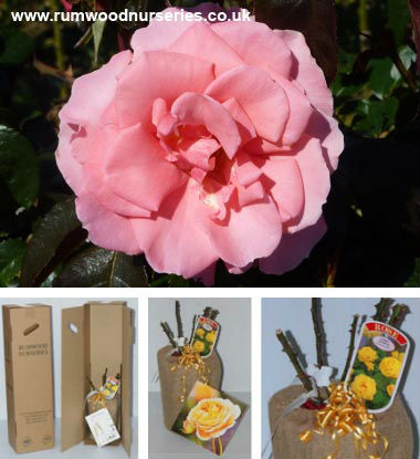 You're Beautiful Potted Rose - Gift Sets from British Roses